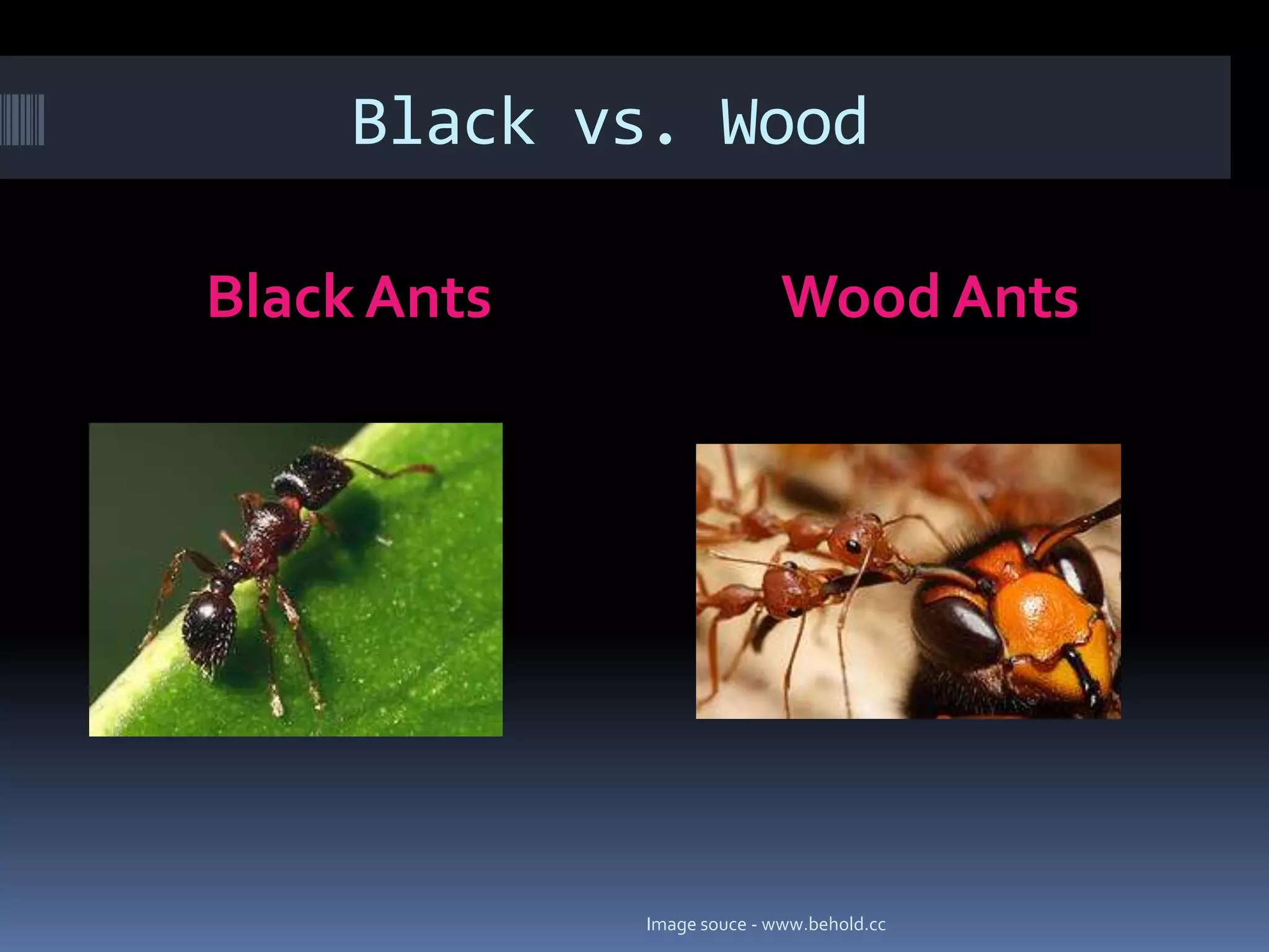 Ants | PPT