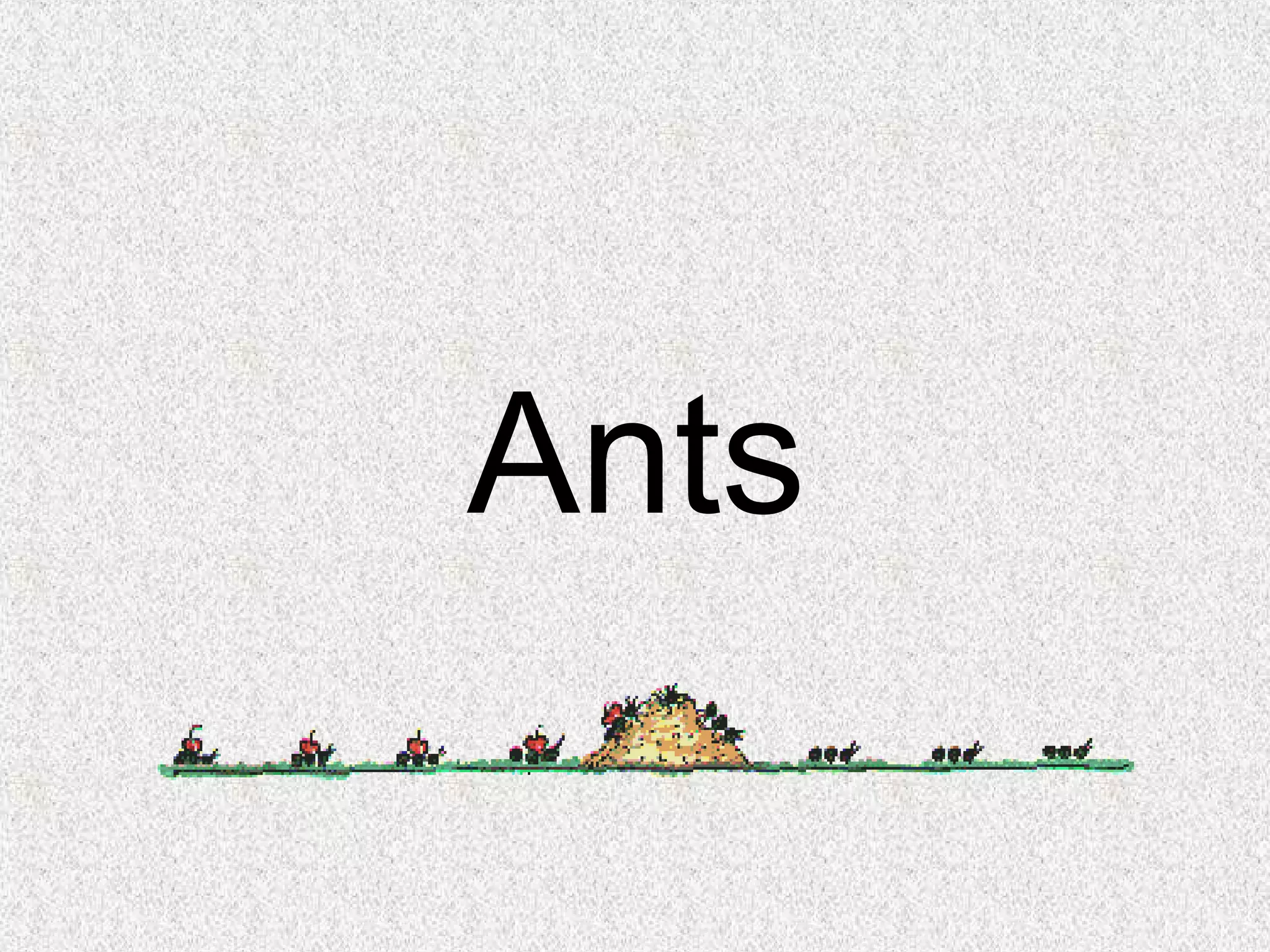 Ants | PPT
