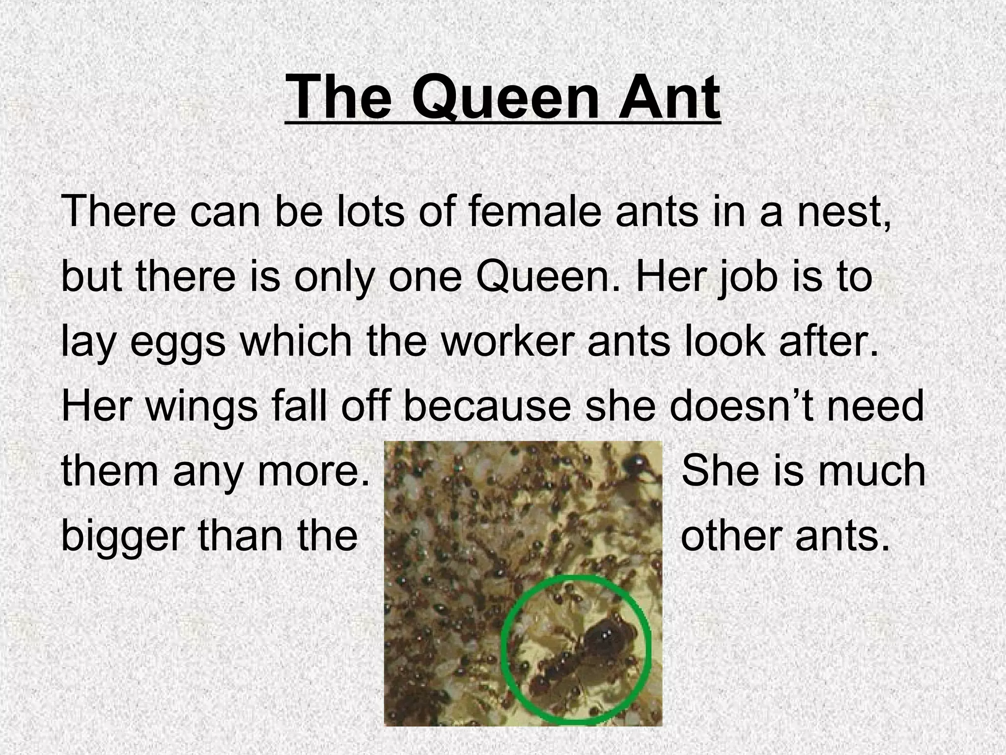 Ants | PPT