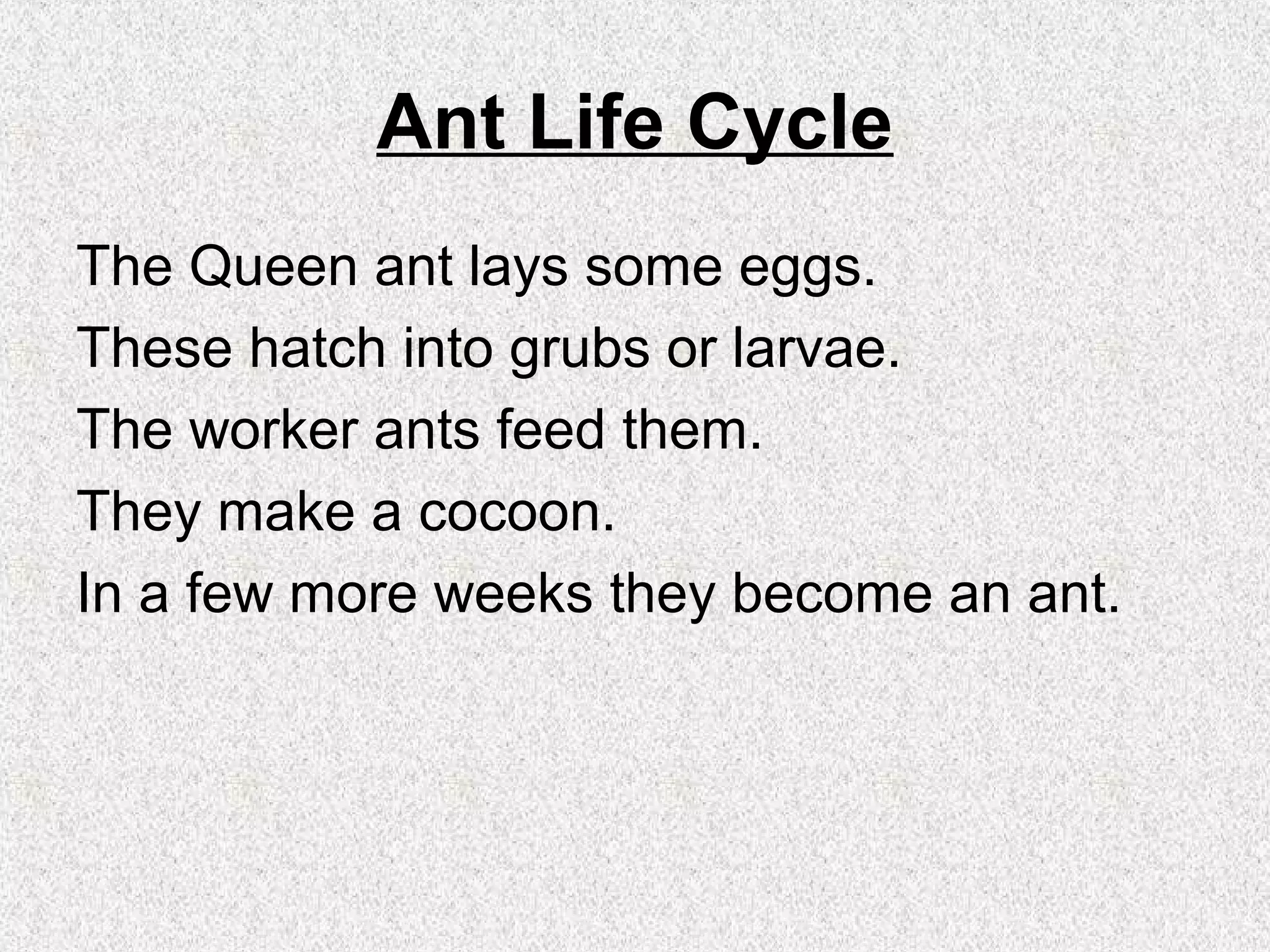 Ants | PPT