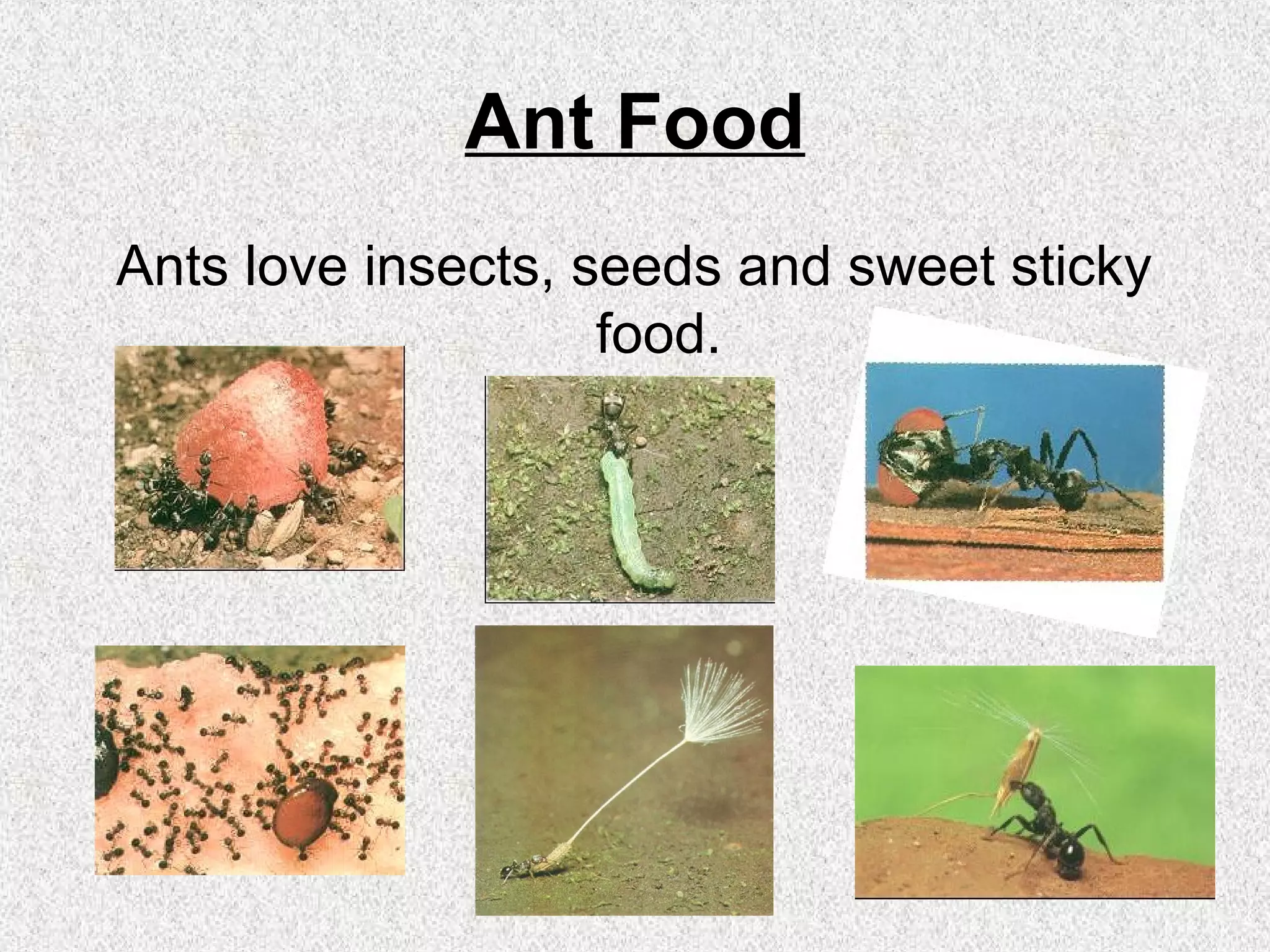 Ants | PPT
