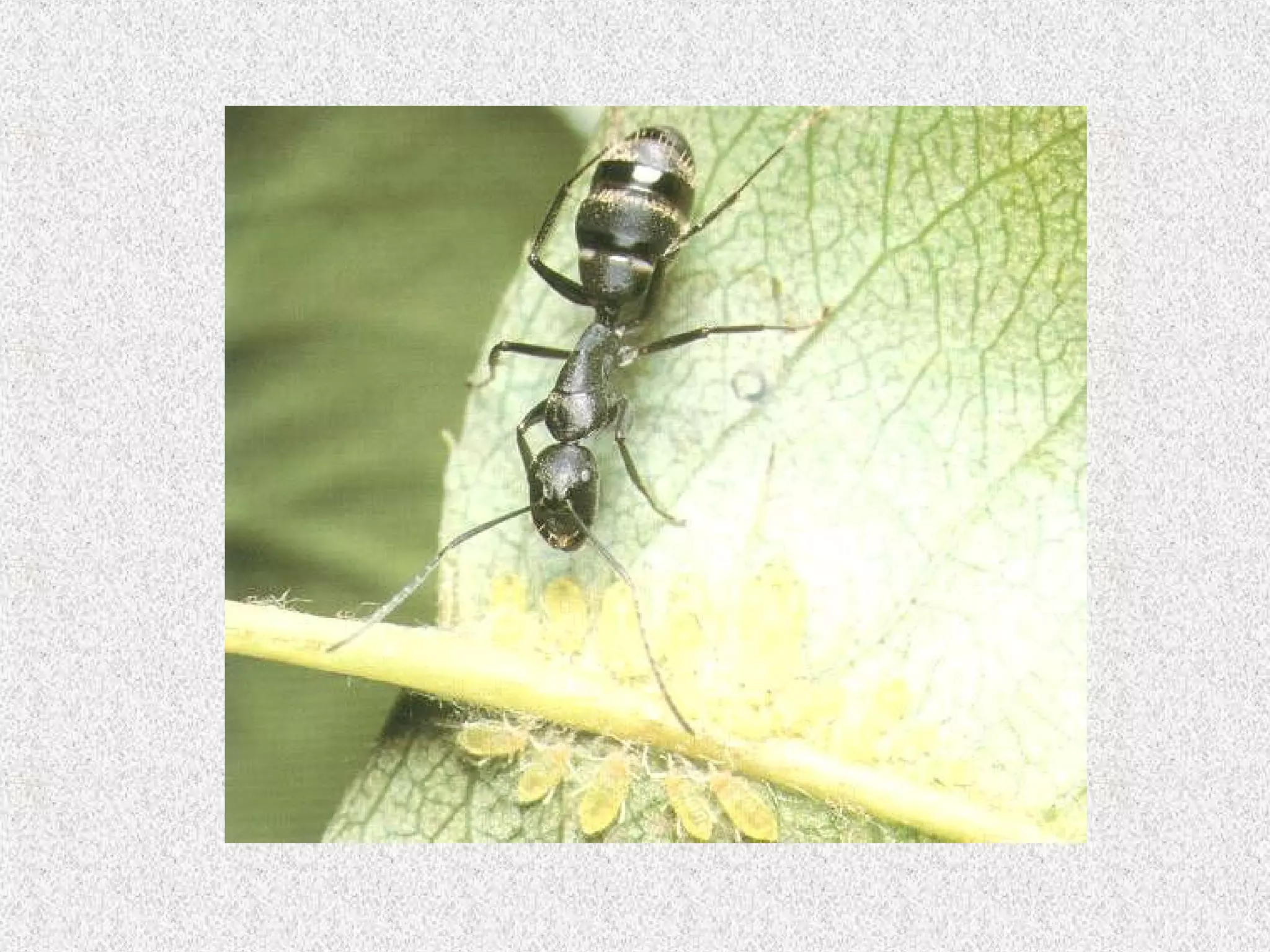 Ants | PPT
