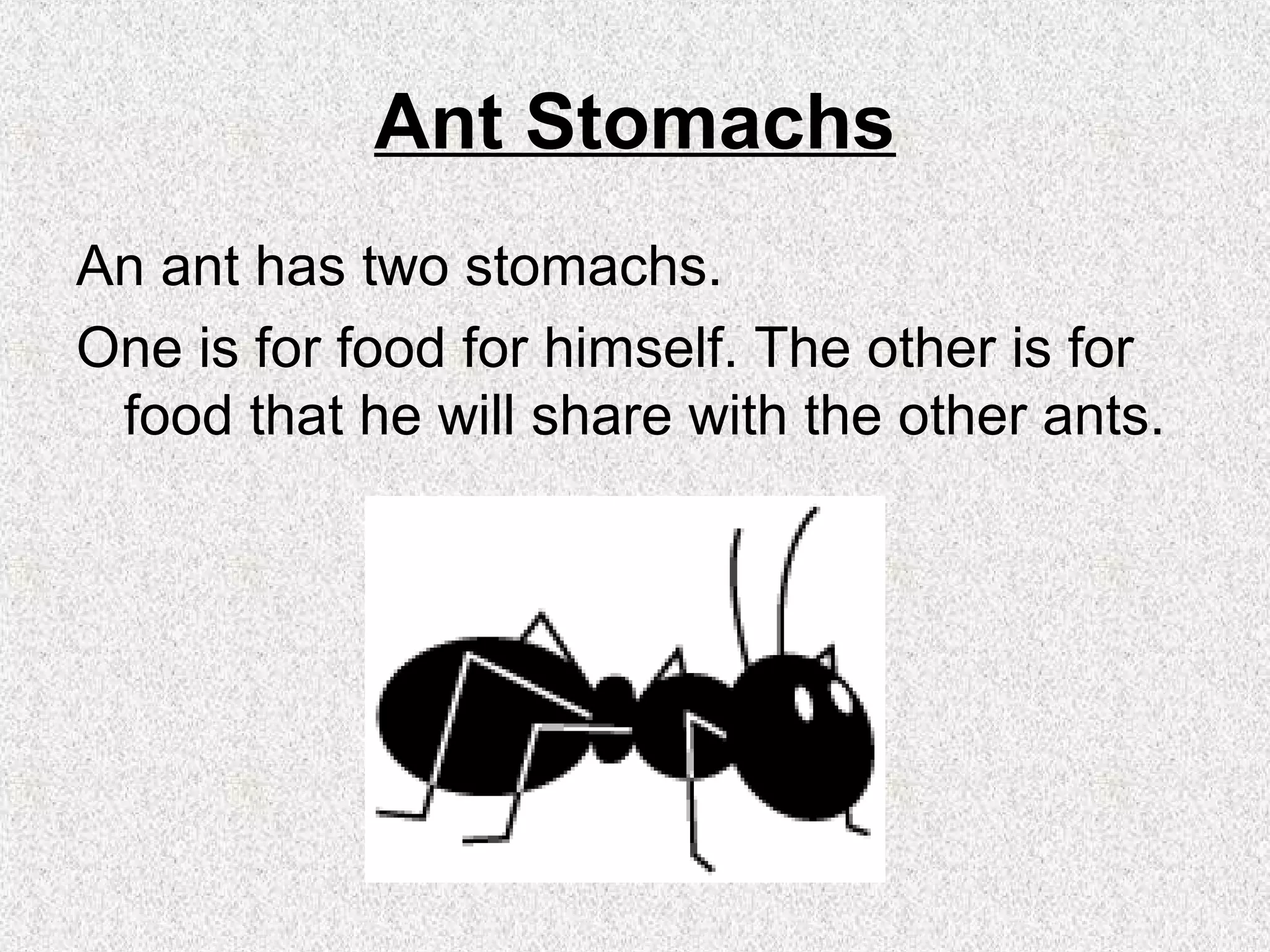 Ants | PPT
