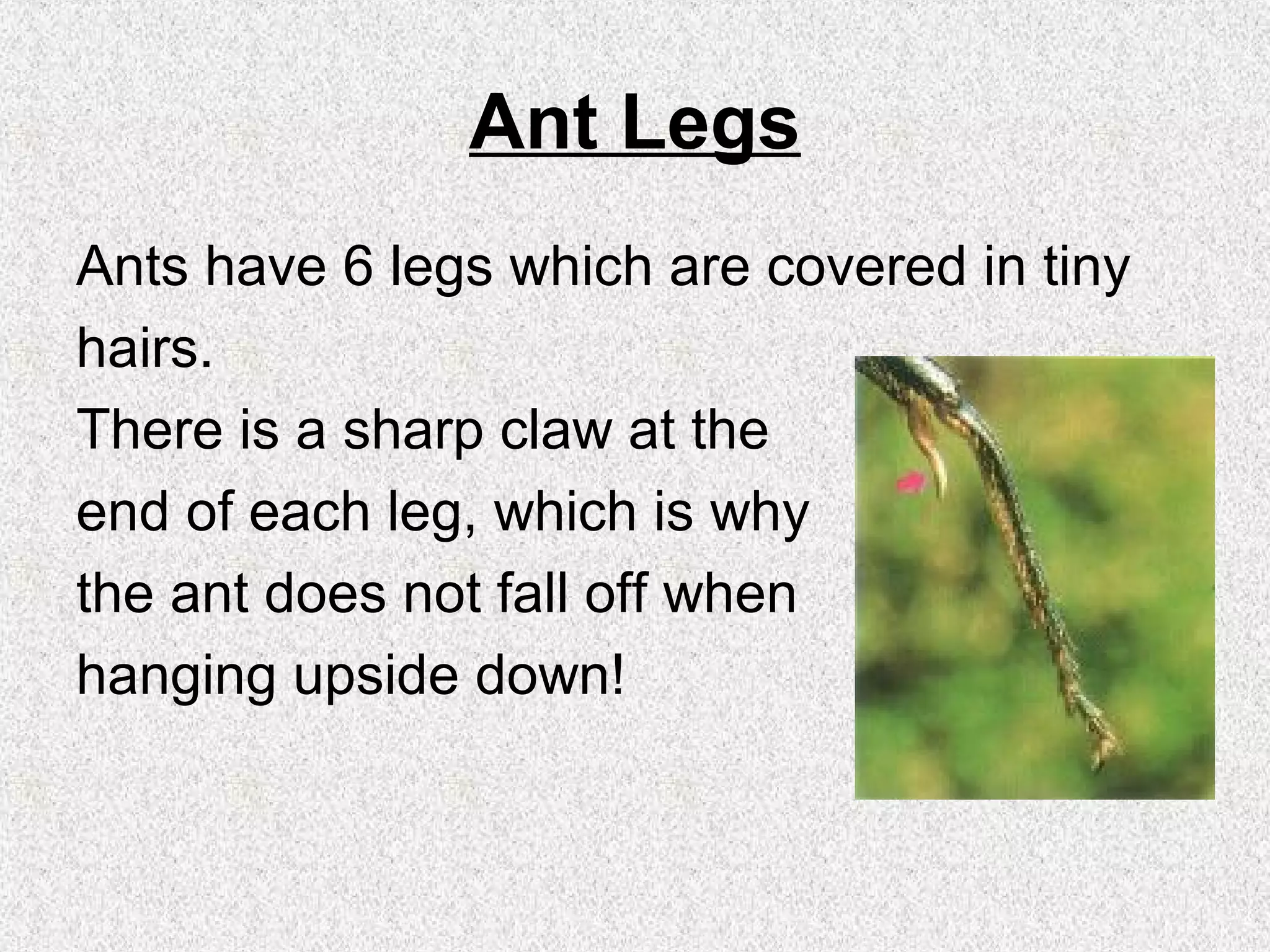 Ants | PPT
