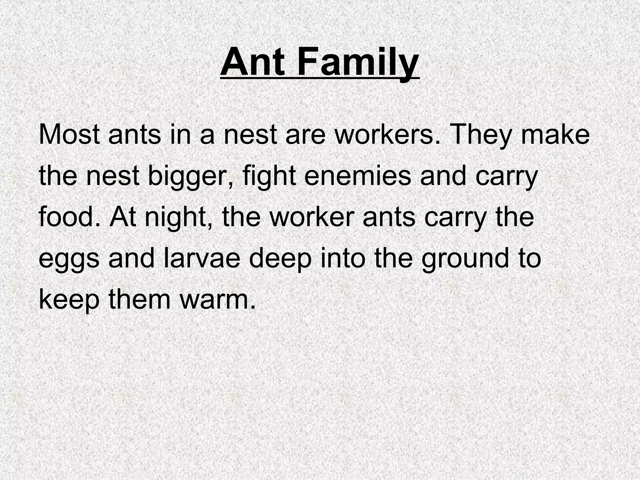 Ants | PPT