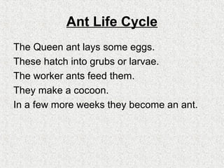 Ants | PPT
