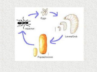Ants | PPT