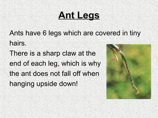 Ants | PPT