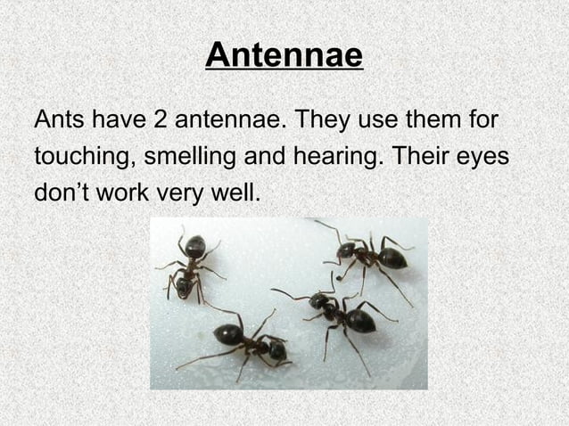 Ants | PPT