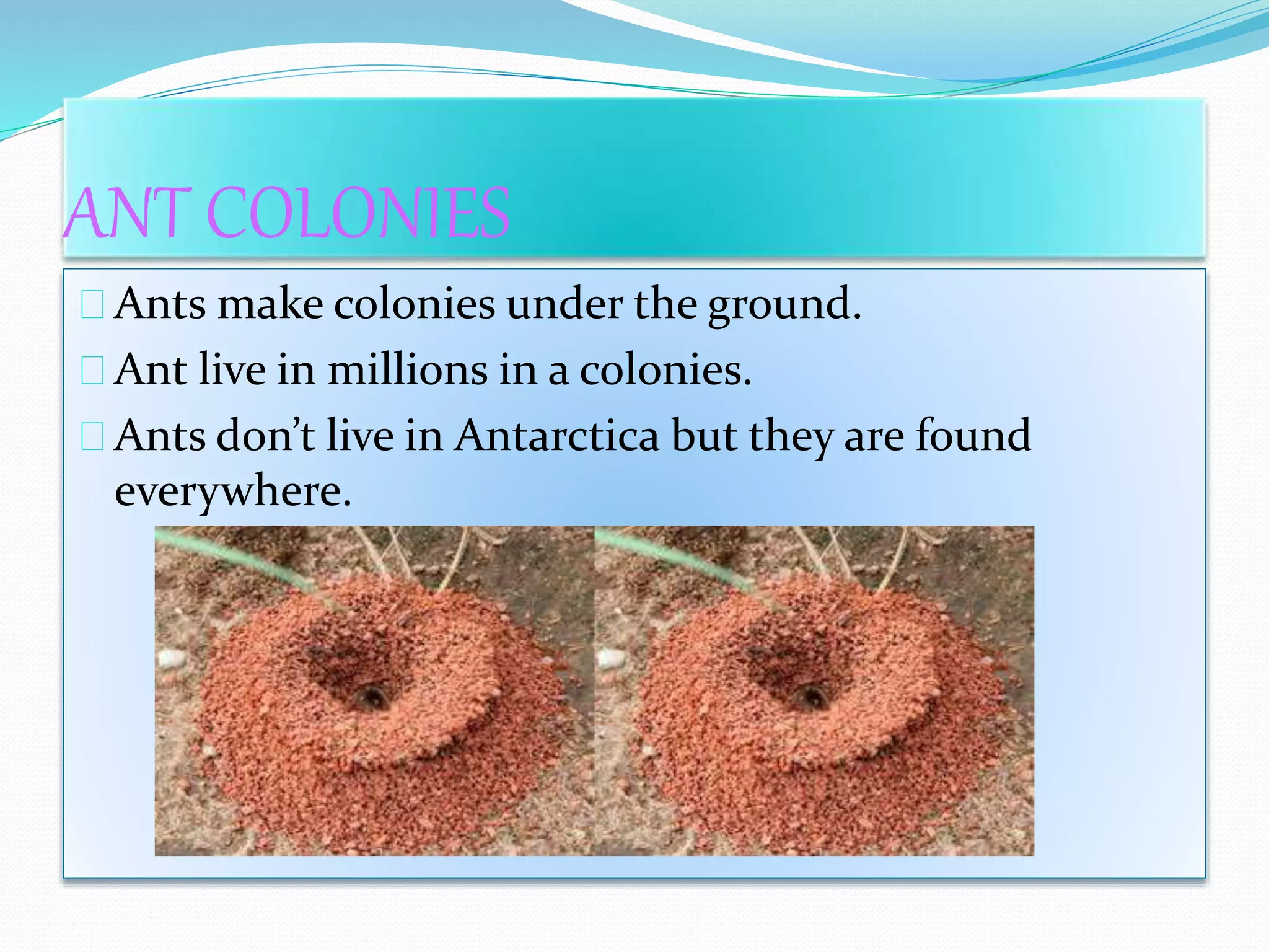 Ants | PPT