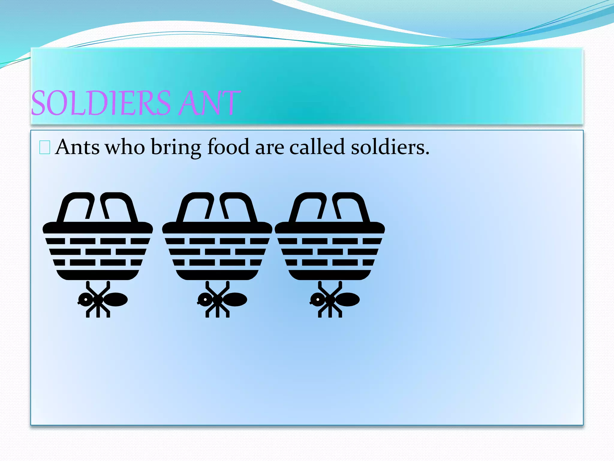 Ants | PPT