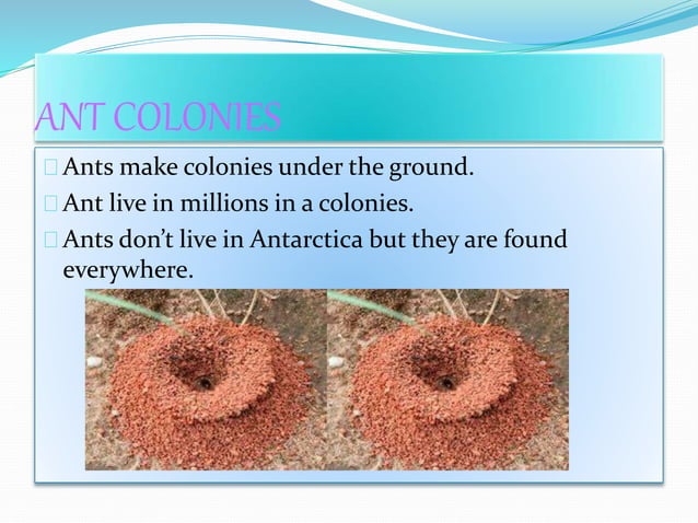 Ants | PPT