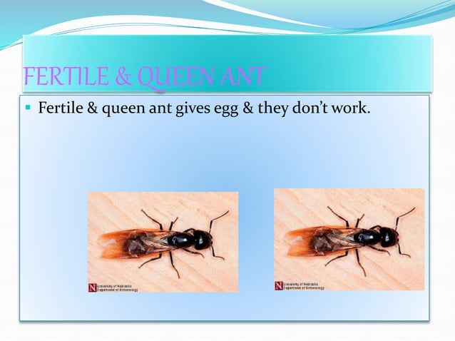 Ants | PPT