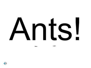 Ants.ppt