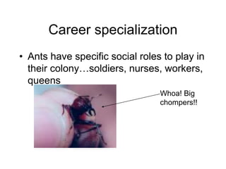 Ants.ppt