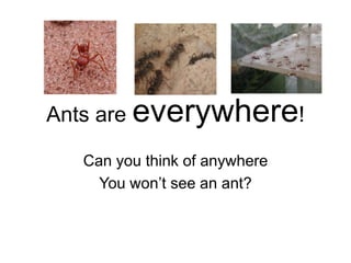 Ants.ppt
