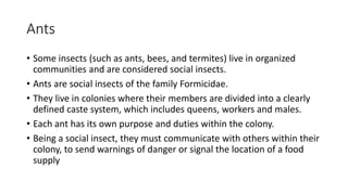 Ants - linguistic.pptx