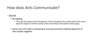 Ants - linguistic.pptx