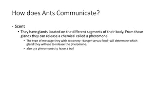 Ants - linguistic.pptx
