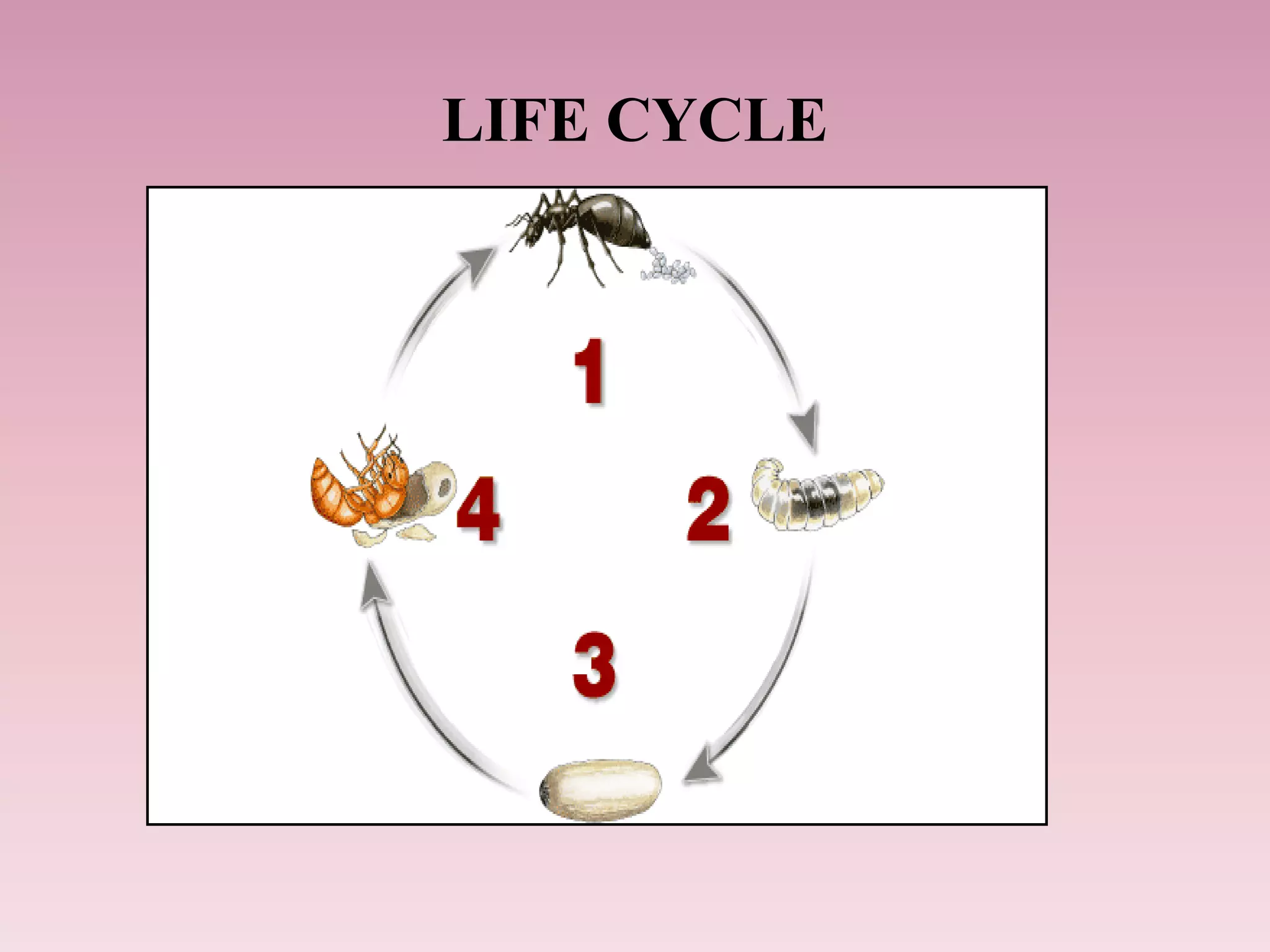Ants - Social organisation and types of nests | PDF