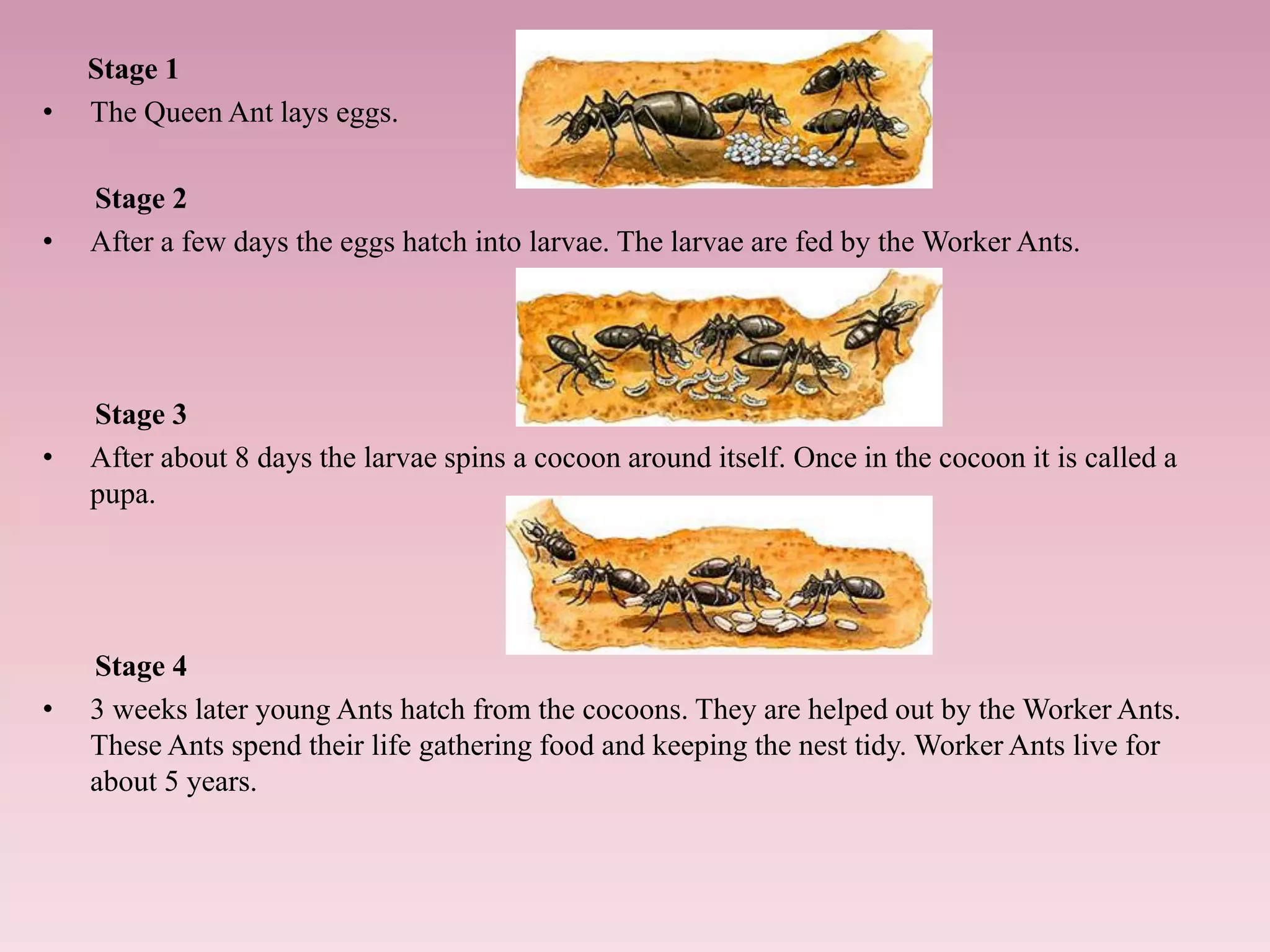 Ants - Social organisation and types of nests | PDF