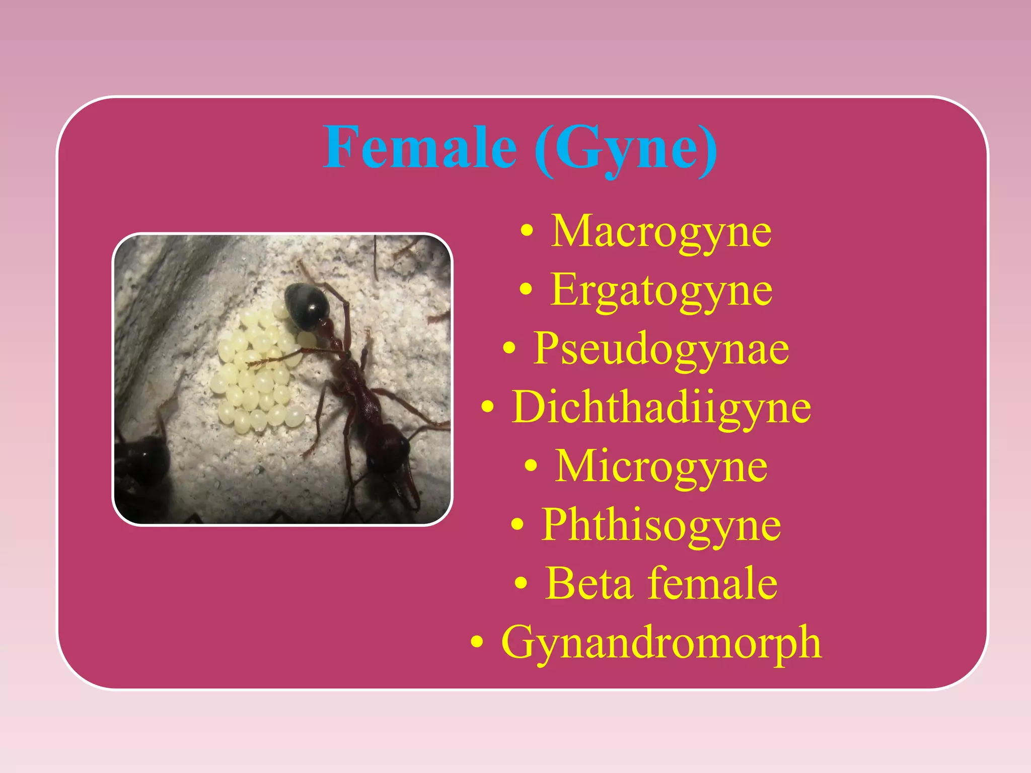 Ants - Social organisation and types of nests | PDF