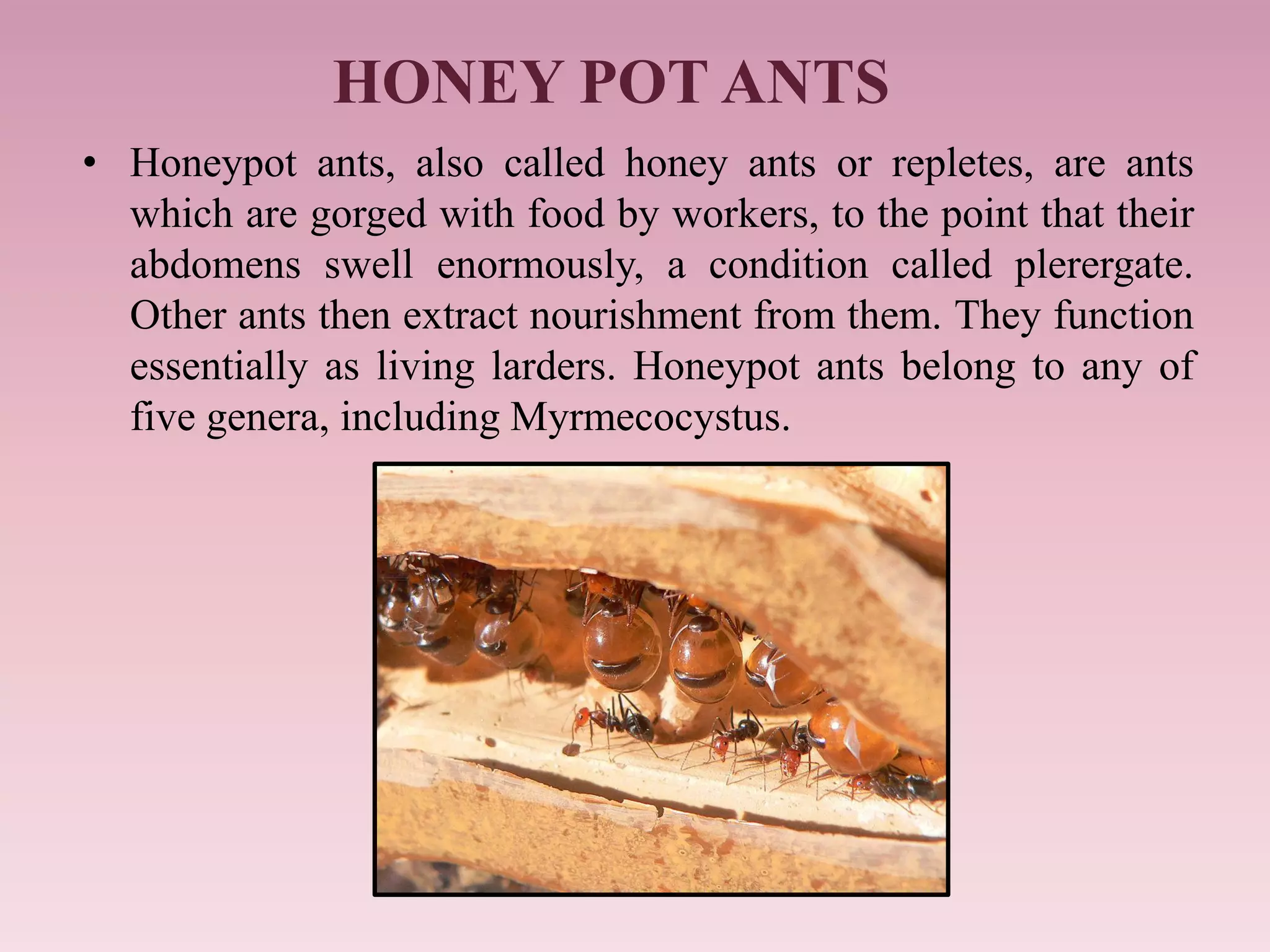 Ants - Social organisation and types of nests | PDF