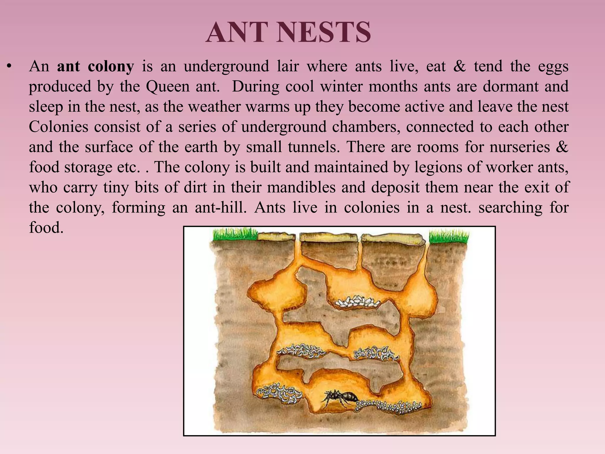 Ants - Social organisation and types of nests | PDF