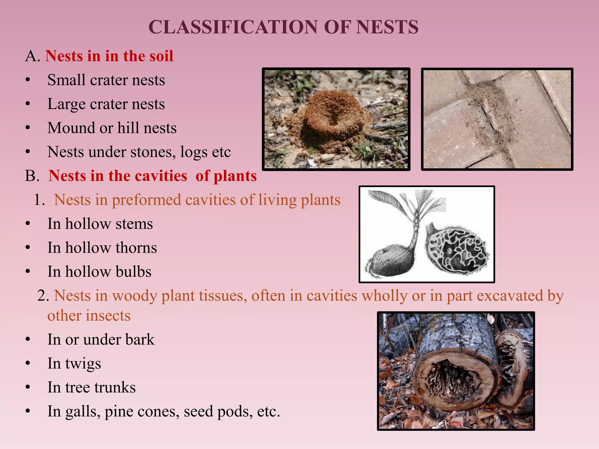 Ants - Social organisation and types of nests | PDF