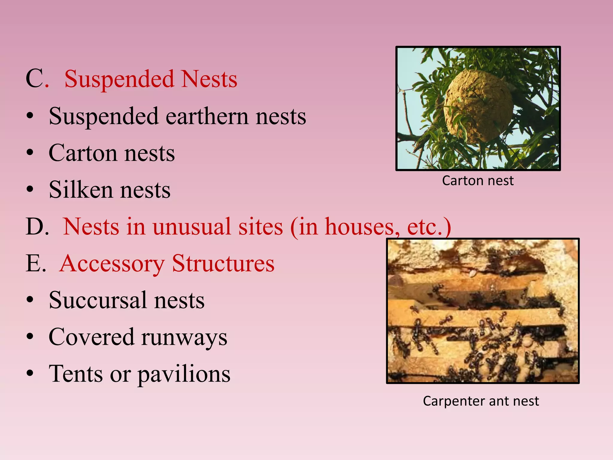 Ants - Social organisation and types of nests | PDF