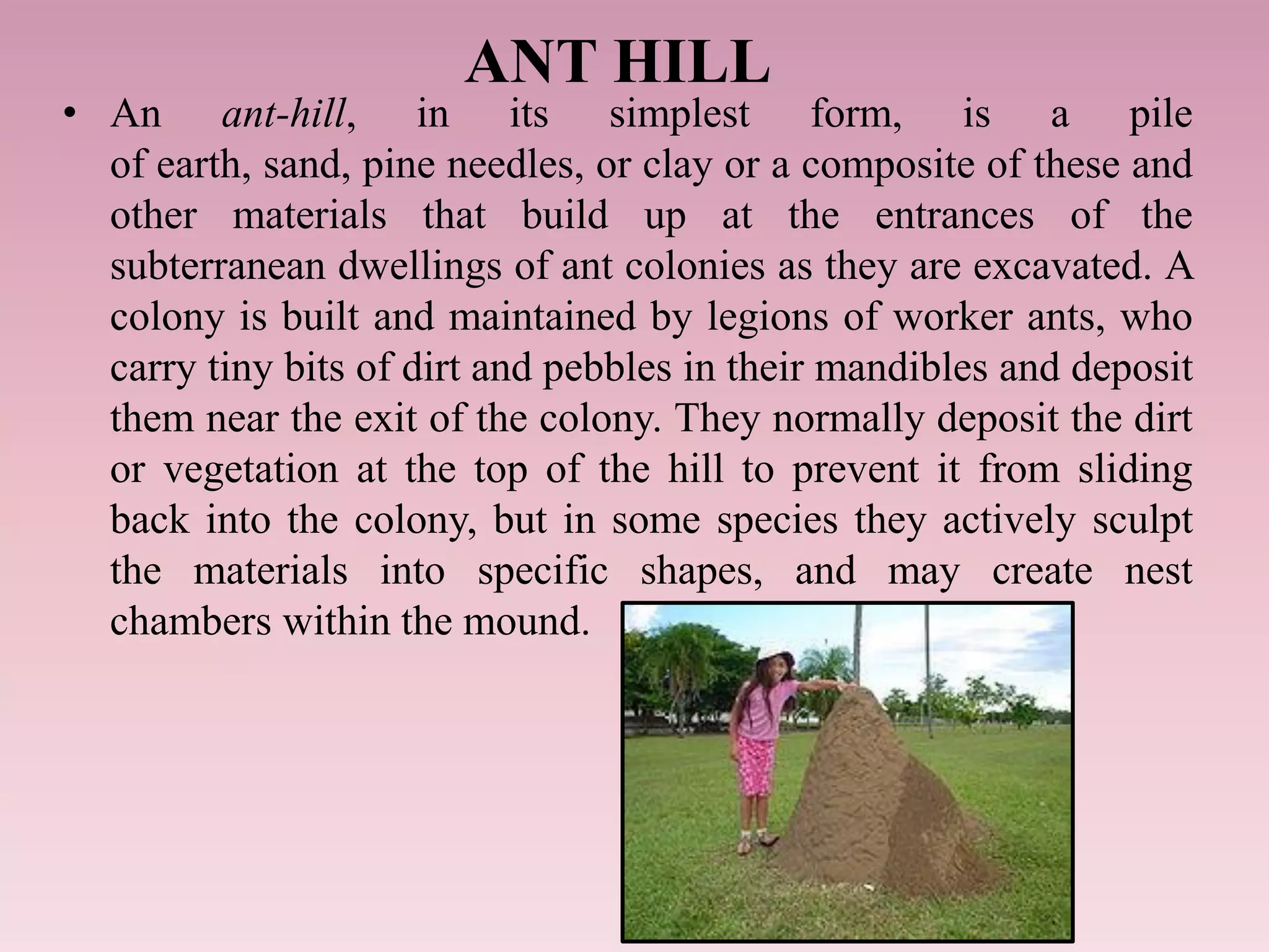 Ants - Social organisation and types of nests | PDF