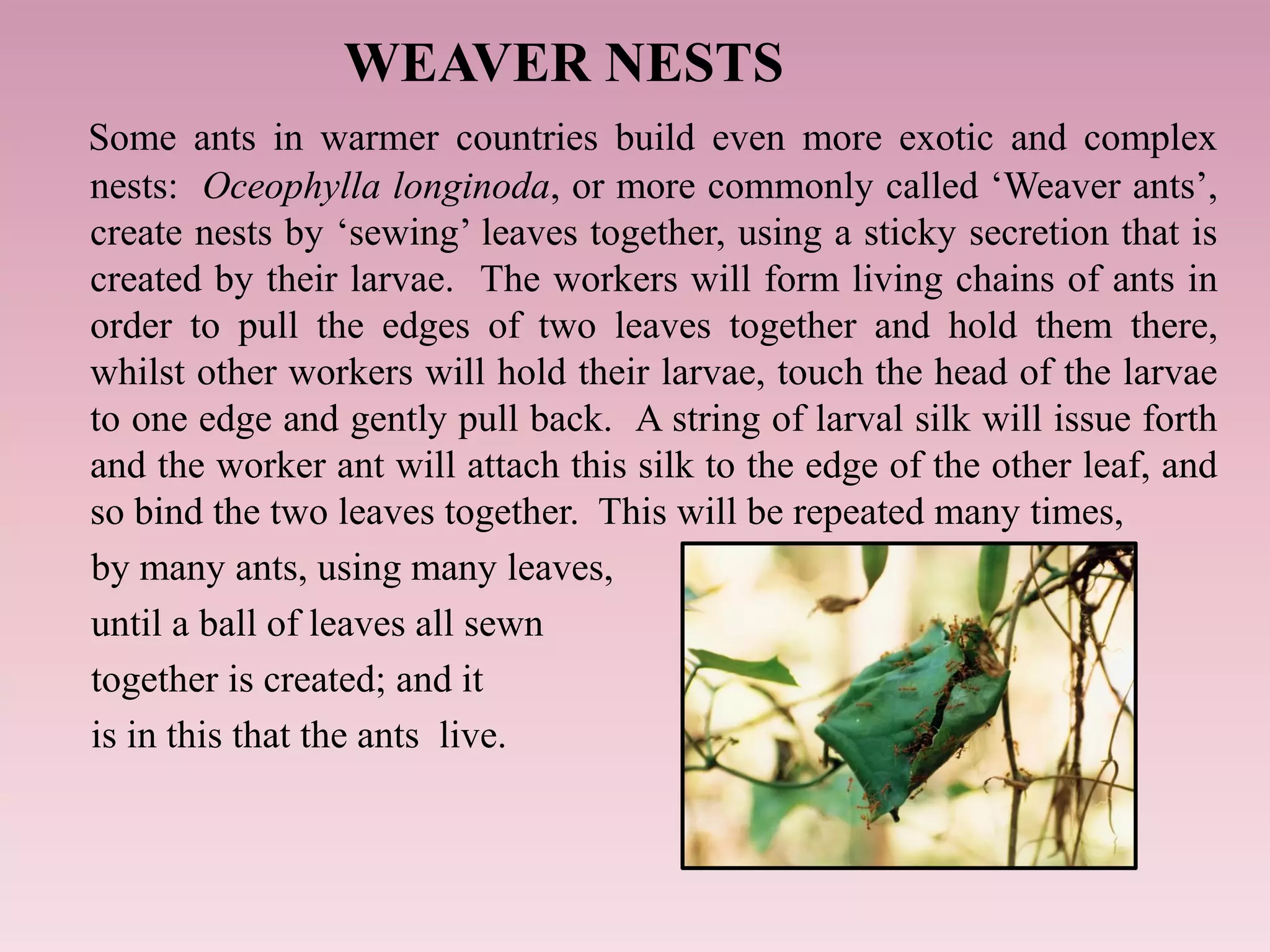 Ants - Social organisation and types of nests | PDF