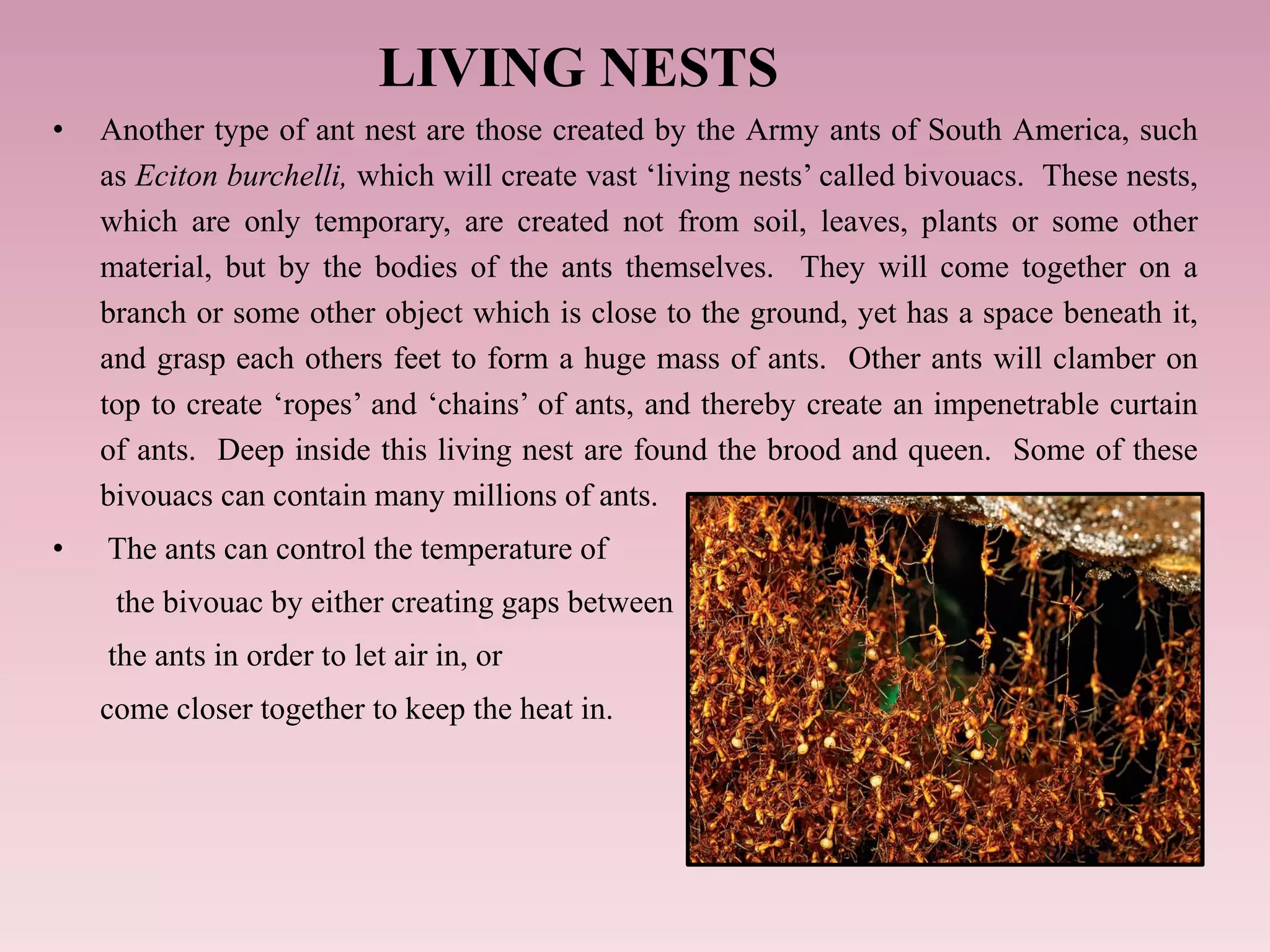 Ants - Social organisation and types of nests | PDF