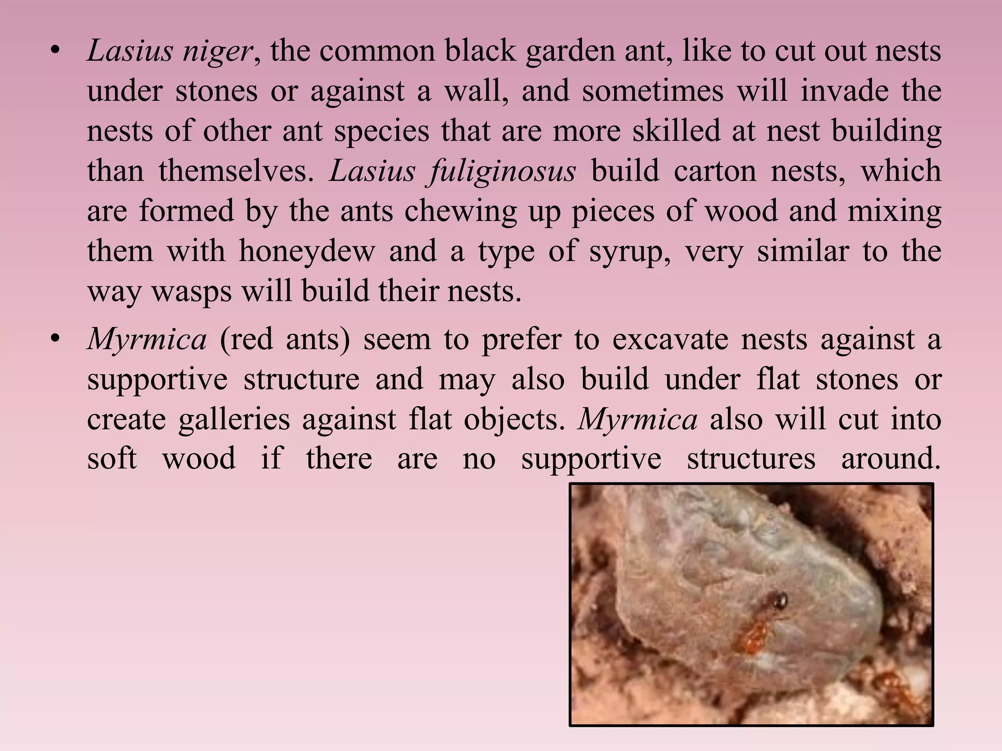 Ants - Social organisation and types of nests | PDF