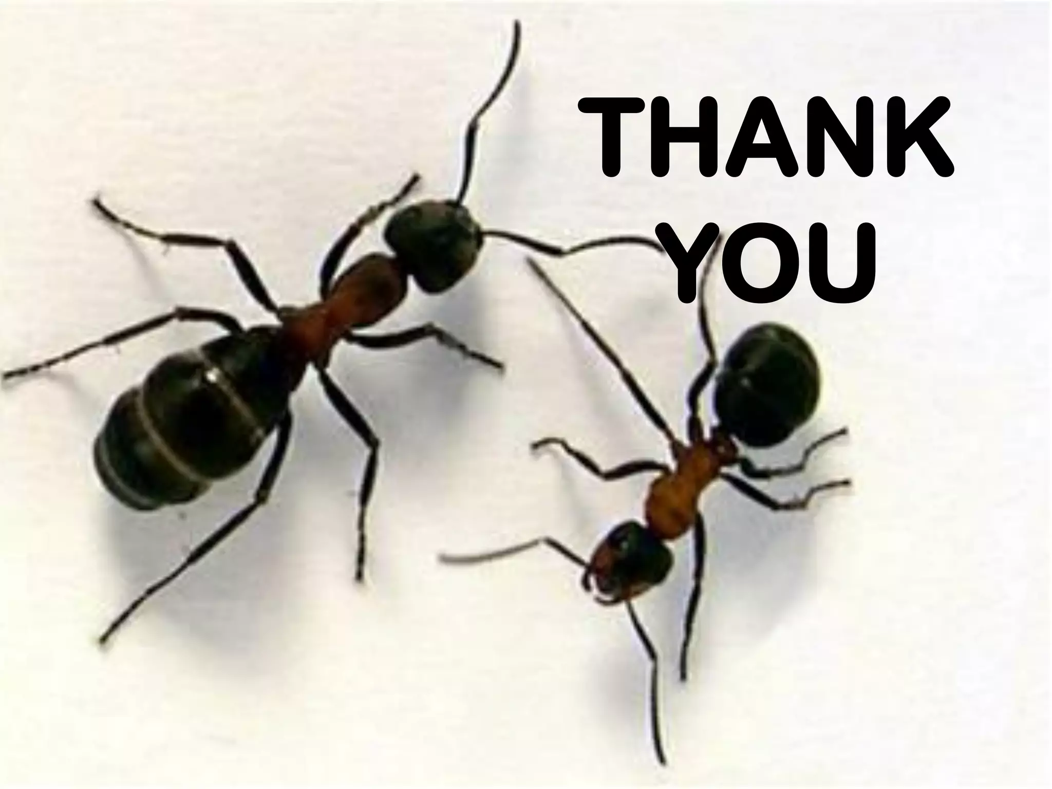 Ants - Social organisation and types of nests | PDF