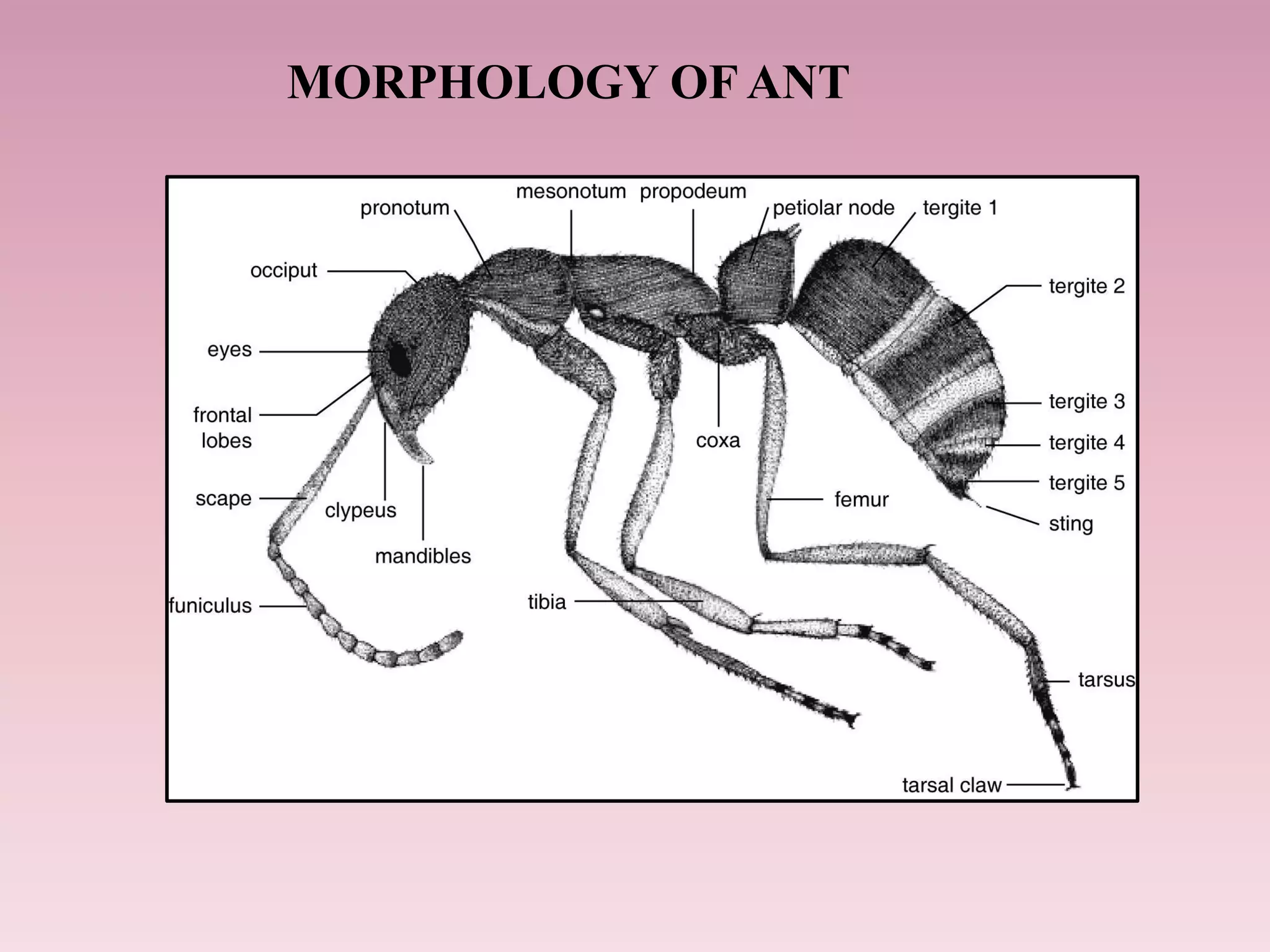 Ants - Social organisation and types of nests | PDF