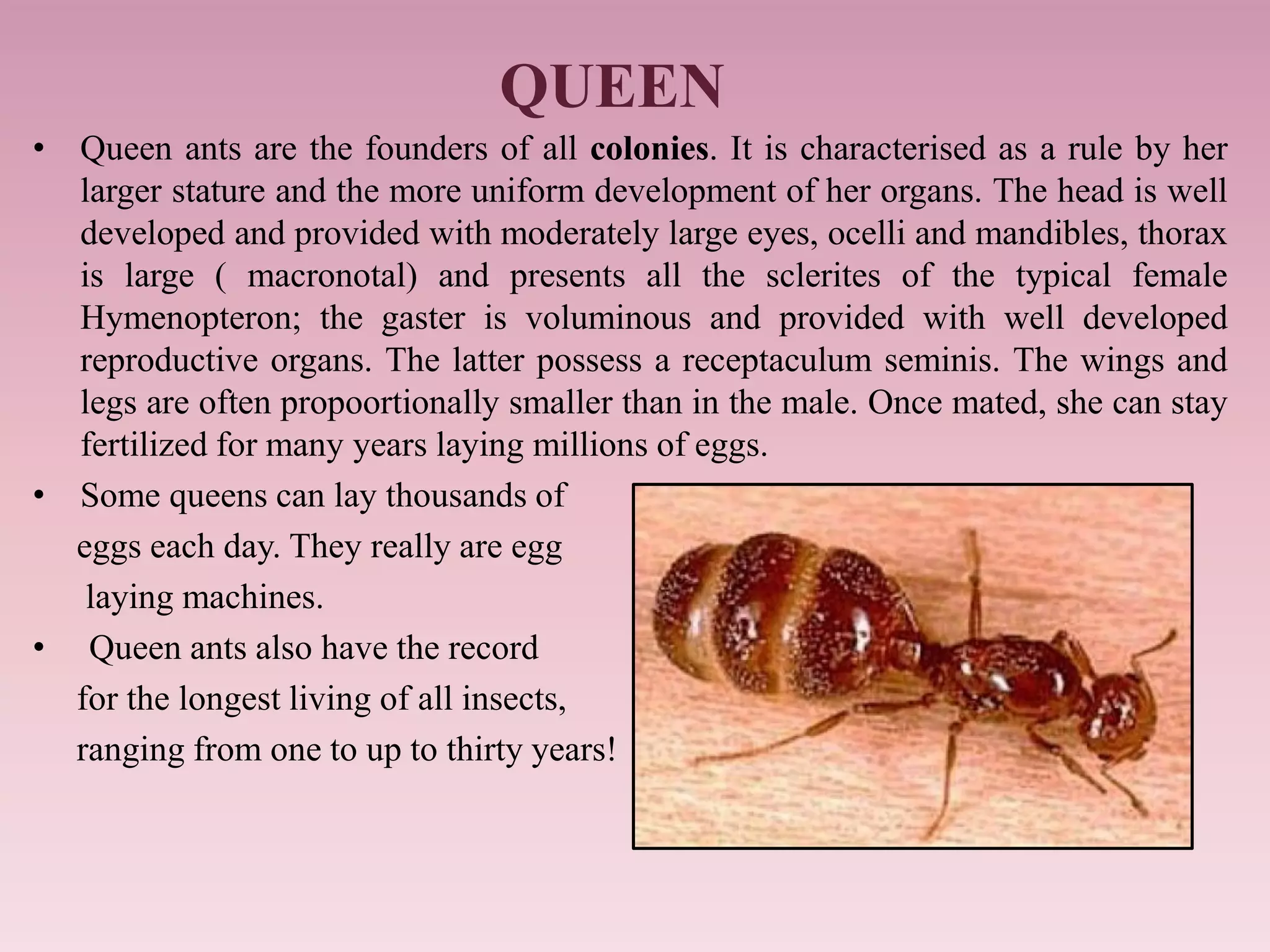 Ants - Social organisation and types of nests | PDF