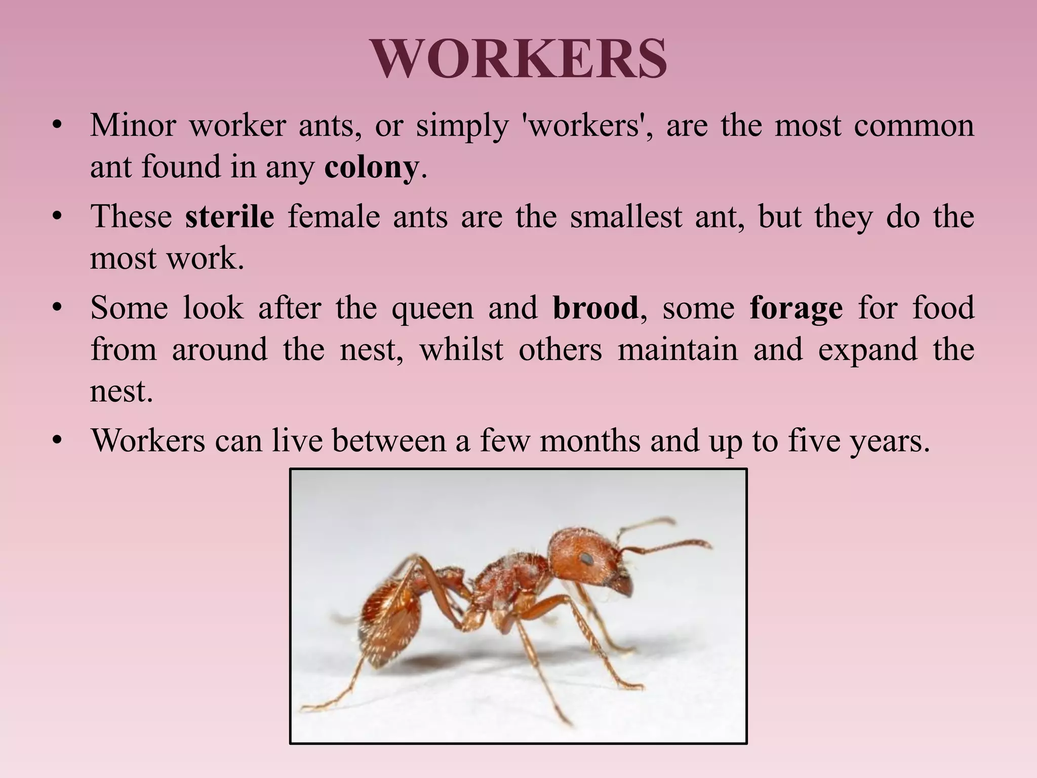 Ants - Social organisation and types of nests | PDF
