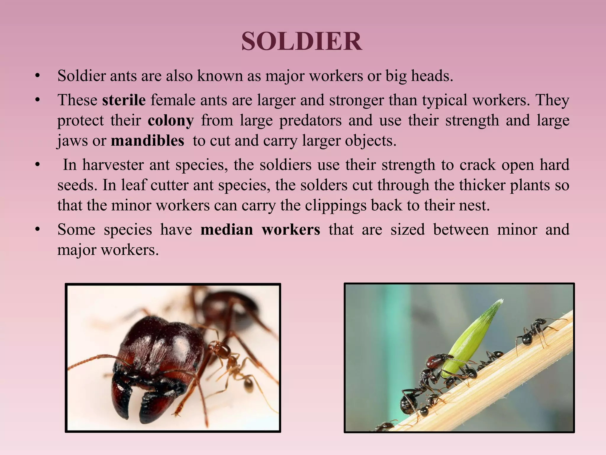 Ants - Social organisation and types of nests | PDF | Reproductive ...