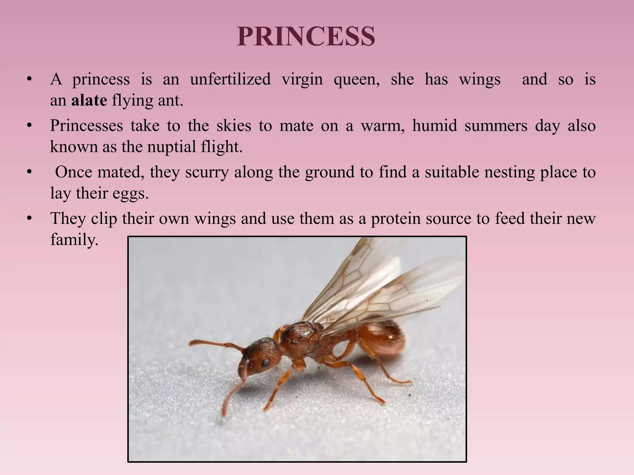 Ants - Social organisation and types of nests | PDF