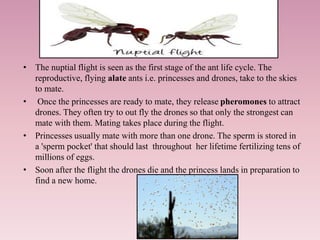 Ants - Social organisation and types of nests | PDF