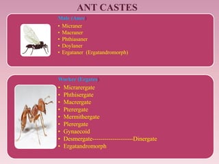 Ants - Social organisation and types of nests | PDF