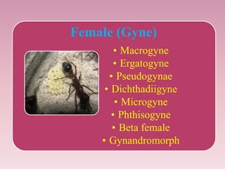 Ants - Social organisation and types of nests | PDF