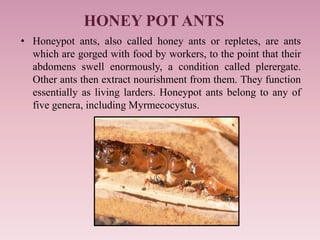 Ants - Social organisation and types of nests | PDF