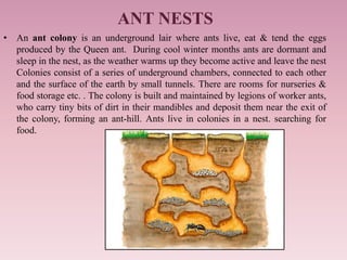 Ants - Social organisation and types of nests | PDF