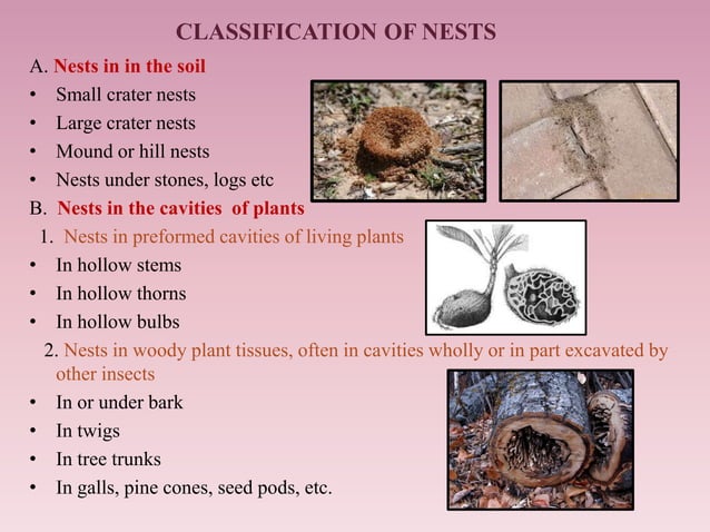 Ants - Social organisation and types of nests | PDF | Reproductive ...