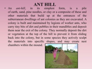 Ants - Social organisation and types of nests | PDF