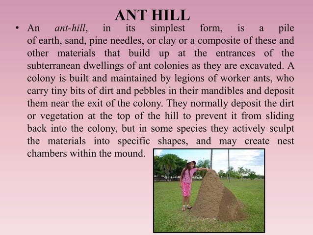 Ants - Social organisation and types of nests | PDF | Reproductive ...