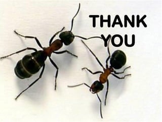 Ants - Social organisation and types of nests | PDF