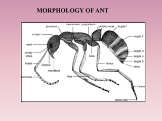Ants - Social organisation and types of nests | PDF